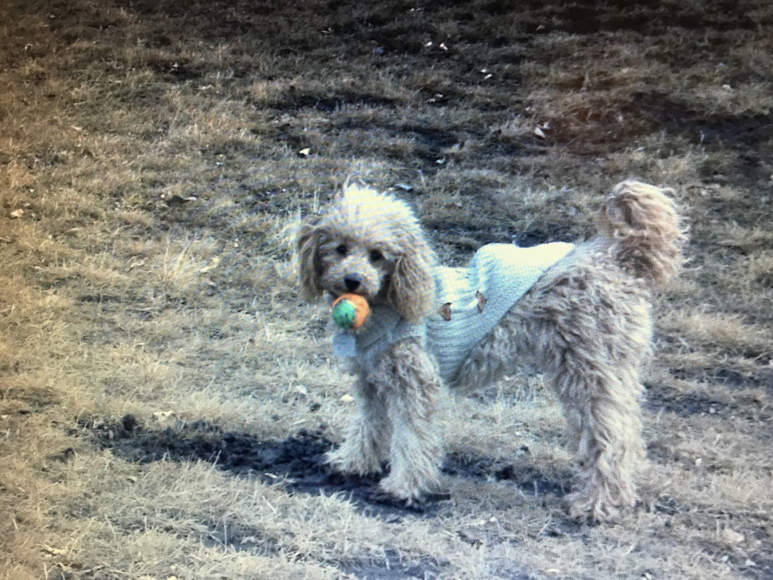 Tia maria - Gateway Pet Memorial | Pet Cremation | Ontario | Alberta ...