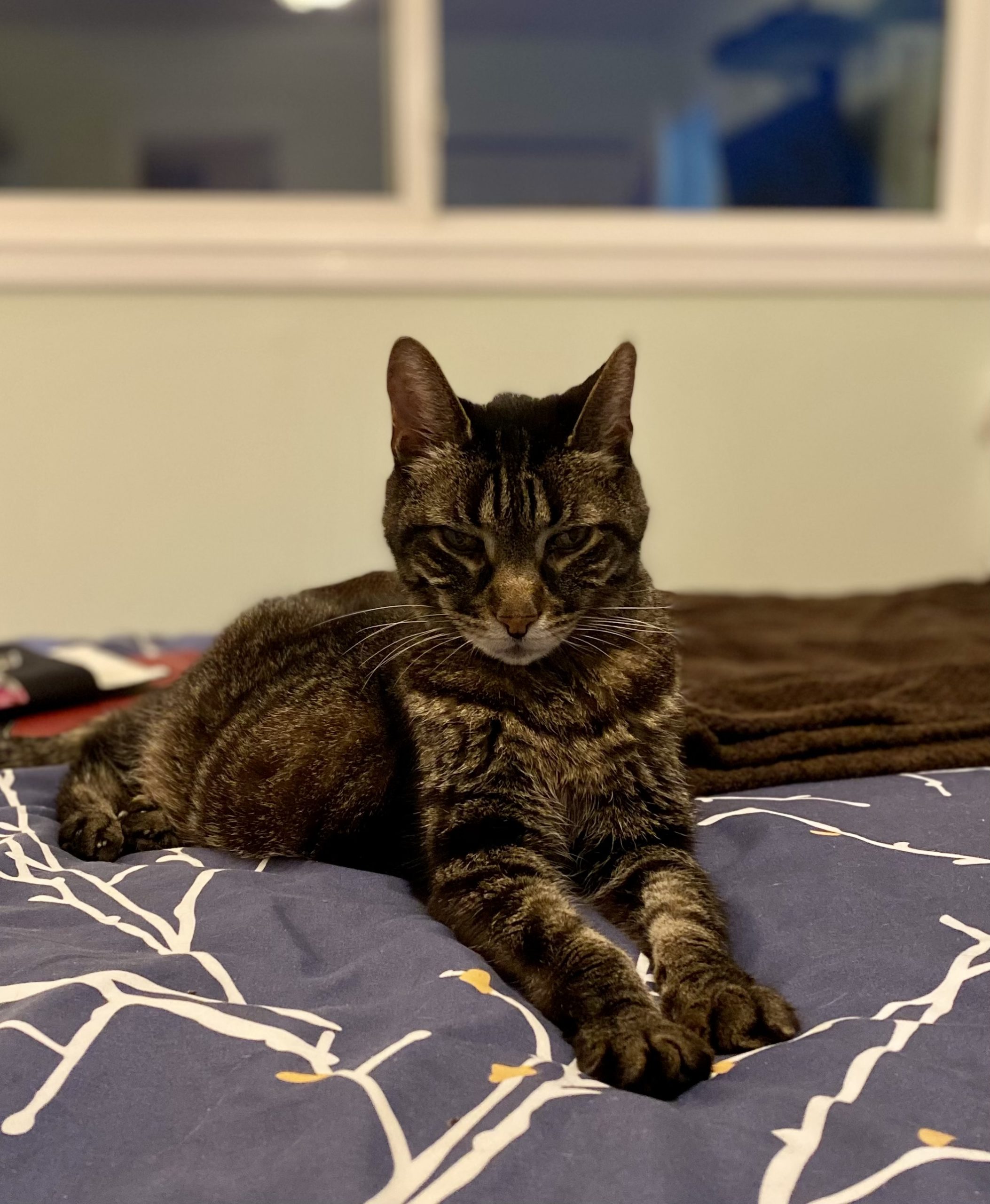 Mikey Adams - Gateway Pet Memorial