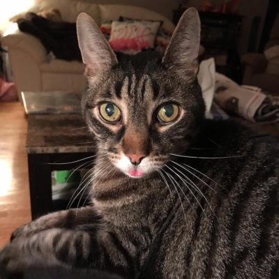Mikey Adams – Gateway Pet Memorial | Pet Cremation | Ontario | Alberta ...