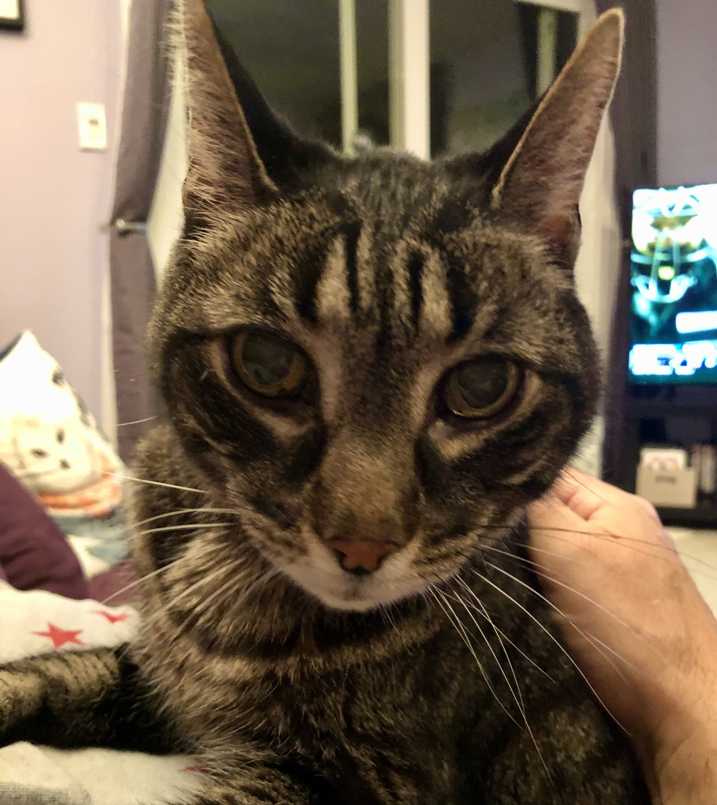 Mikey Adams - Gateway Pet Memorial