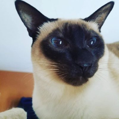 Jinxy - Gateway Pet Memorial | Pet Cremation | Ontario | Alberta ...