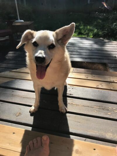 Leo - Gateway Pet Memorial | Pet Cremation | Ontario | Alberta | British Columbia