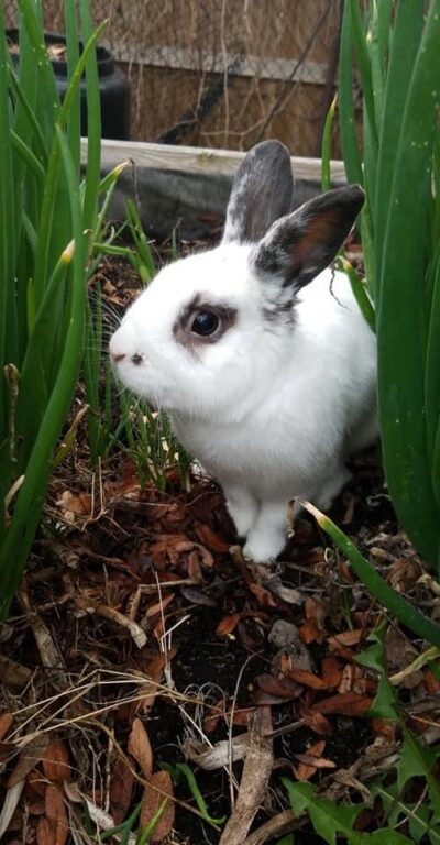 Hopper - Gateway Pet Memorial | Pet Cremation | Ontario | Alberta ...