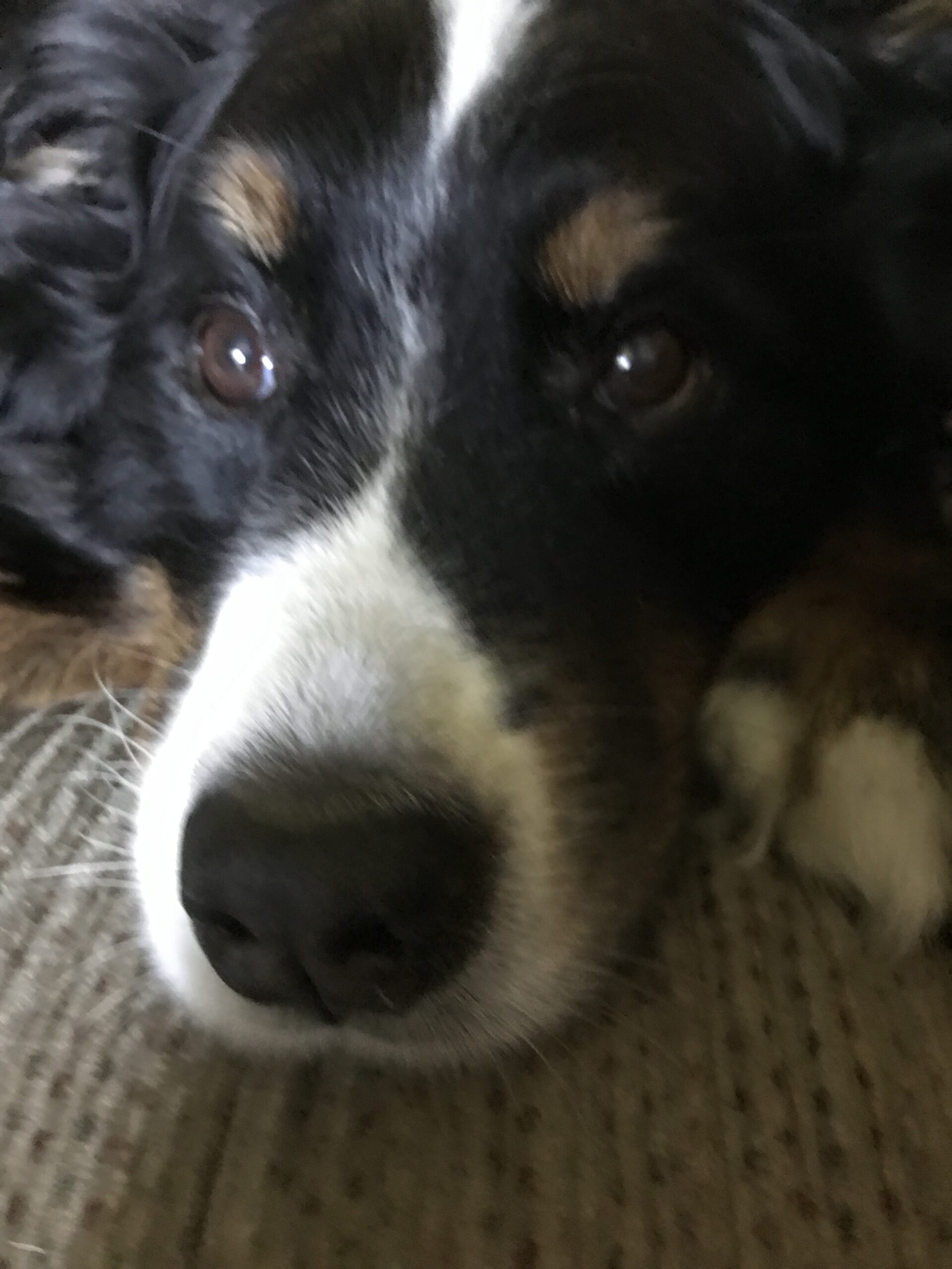 Rita hogan - Gateway Pet Memorial | Pet Cremation | Ontario | Alberta ... Rita hogan - Gateway Pet Memorial | Pet Cremation | Ontario | Alberta ...