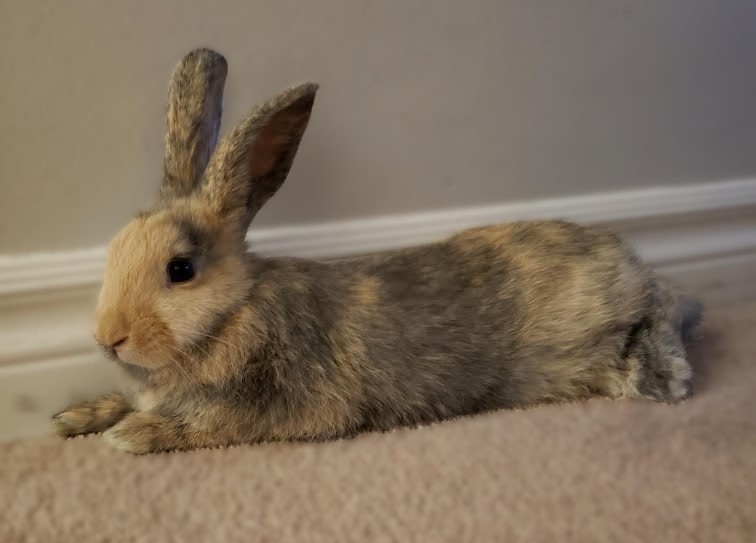 Online Memorials - Gateway Pet Memorial