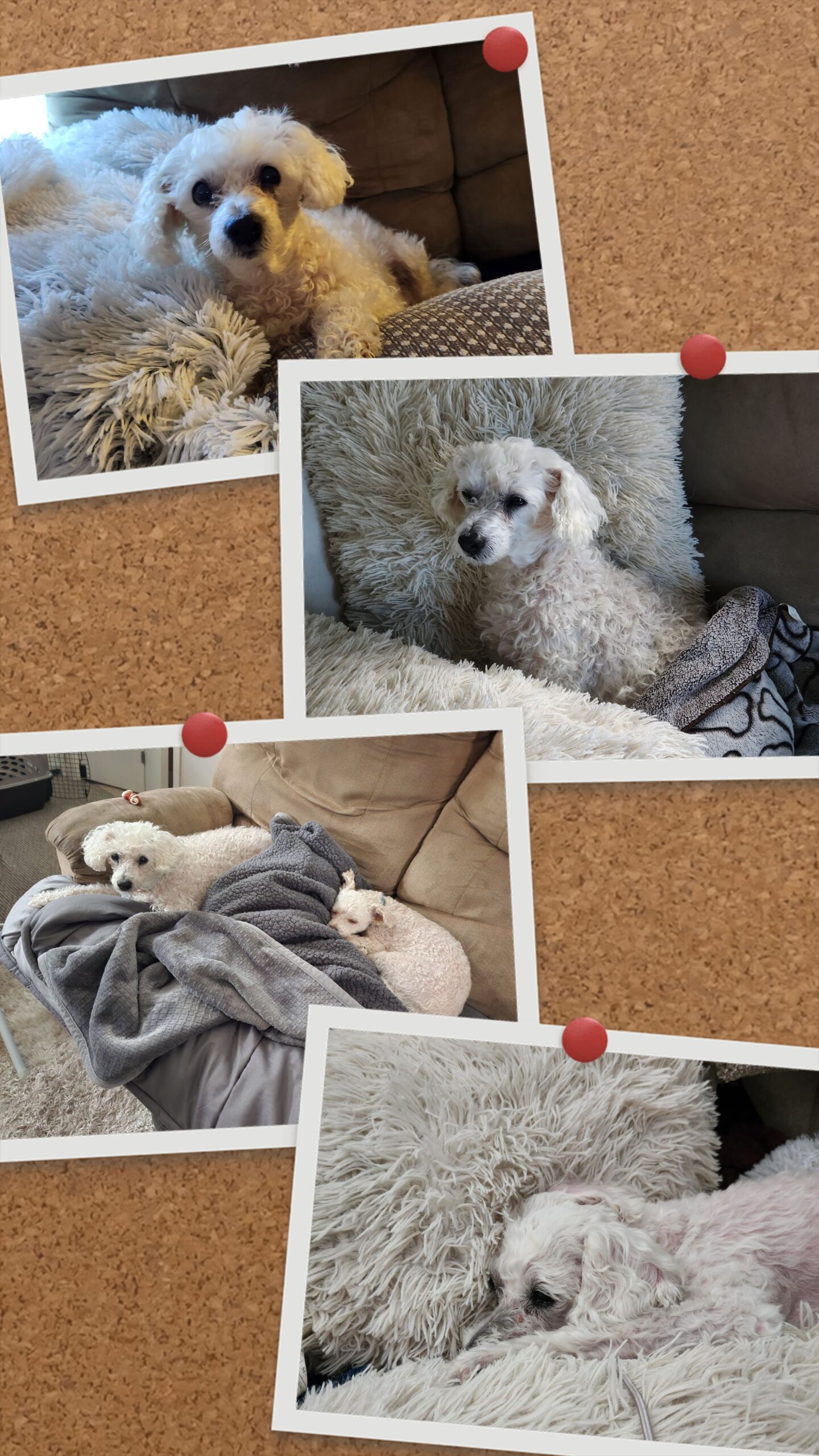 Abigail - Gateway Pet Memorial | Pet Cremation | Ontario | Alberta ...