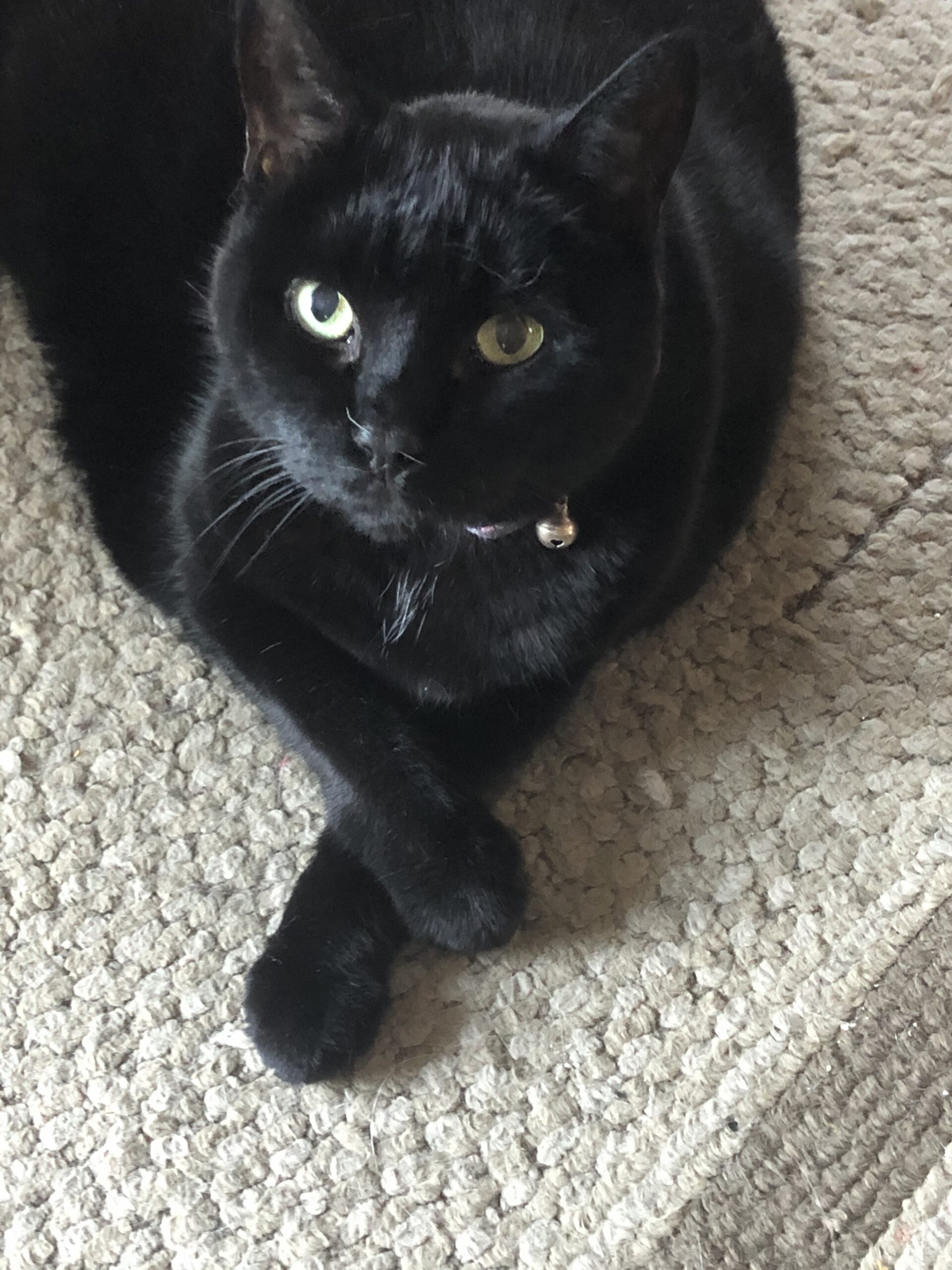 Captain crash - Gateway Pet Memorial | Pet Cremation | Ontario ...